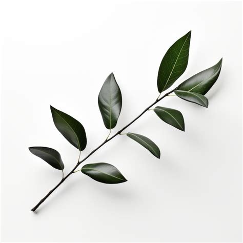 Premium Photo An Image Of A Part Of Stem And Leaves