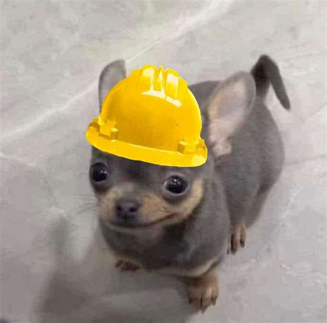 Meme Perrito