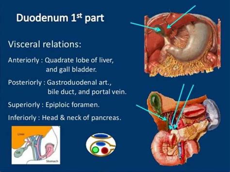 Anatomical And Functional Variations Of Duodenumppt Free Download