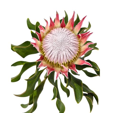 King Protea Pink Groenigheid