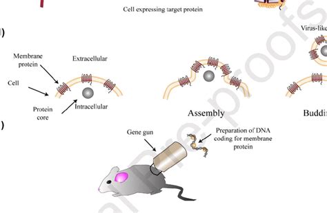 Select Antigen Formats A The Simplest Form Of Antigen Is The Peptide