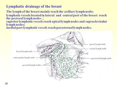 Chapter 12 The Lymphatic System Ppt Video Online Download