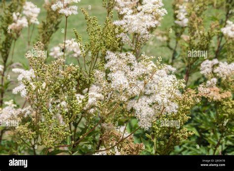 Wild Perennial And Medicinal Plant Meadowsweet Known As Spirea And