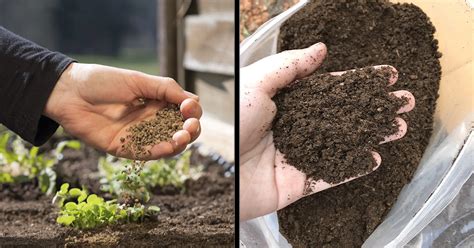 Organic Vs Synthetic Fertilisers Whats Best For Your Lawn London