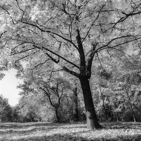 Beautiful Living Tree With Lot Of Leaves On Branches Protrude From