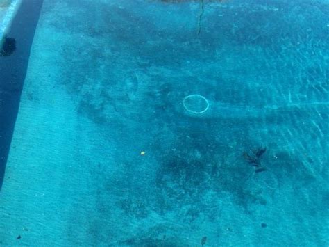 How To Remove Algae Stains From Pool Walls】≡