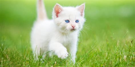 Cartoon Cat Names