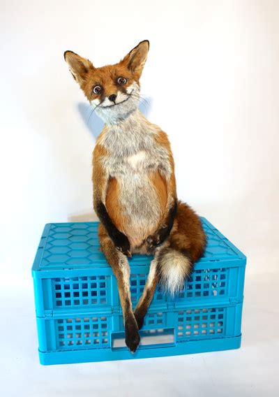 Aliah Anniversary Taxidermy Stoned Fox