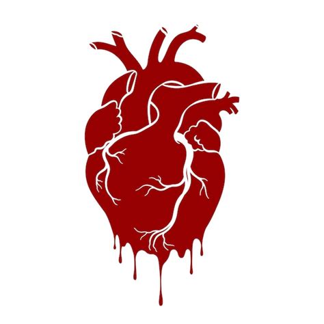 Corazón Humano Anatómico Realista Goteo Corazón Línea Arte Vector