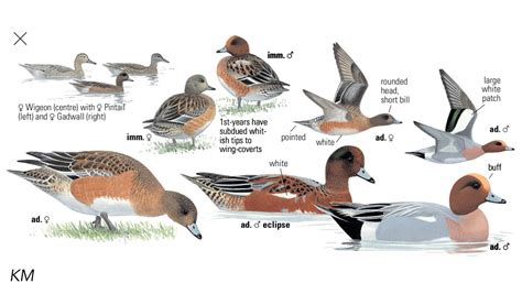 Out4aduck - A record of my birding year: Collins Bird Guide App Review