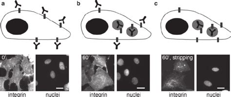 Integrin Internalisation Assay The Upper Panel Shows The Scheme Of The Download Scientific