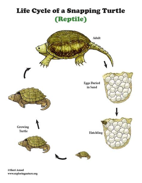Turtle Snapping Life Cycle Mini Poster Exploring Nature