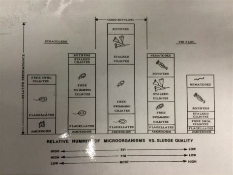 6 Photos Of Creepy Crawly Wastewater Treatment Plant Operator