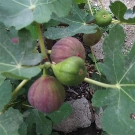 Jual 3 Pohon Bibit Buah Tin Shopee Indonesia