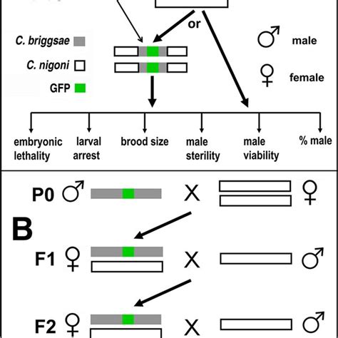 Introgression Strategy A Strategy For Autosome Linked Introgression Download Scientific