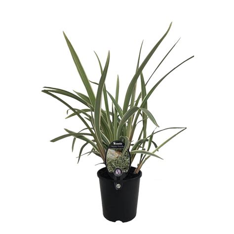 19l Dianella Wyeena Wyeena Dianella Tasmanica Bunnings New Zealand