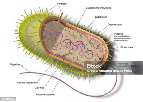 Biologie Cellulaire La Cellule Bactérienne Structure Interne Et Types