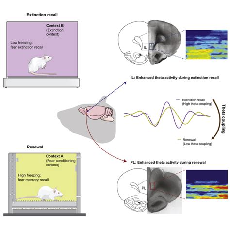 Theta Coupling Within The Medial Prefrontal Cortex Regulates Fear
