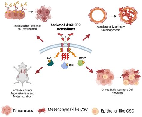 Her2 Signaling And Breast Cancer Stem Cells The Bridge Behind Her2