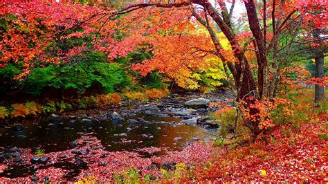 Beautiful Scenery Lake Stones Red Yellow Green Autumn Fall Trees Forest