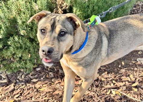 Cheech A Pit Bull Shepherd Mix Turned In By His Owner Looking For A