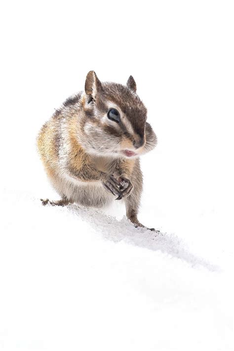 Chipmunk Cheeks Bret Webster Images