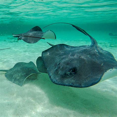 Smooching Stingrays At Stingray City In Grand Cayman Artofit