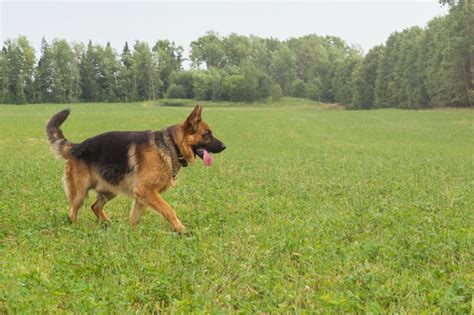 German Shepherd Tail Color