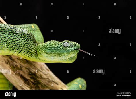Green Bush Viper Atheris Chlorechis Captive Native To West Africa