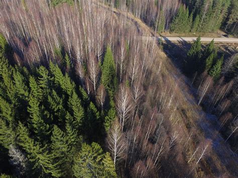 Satellite Remote Sensing Based Forest Stock Estimation Technology Woodstock Elektronikas Un