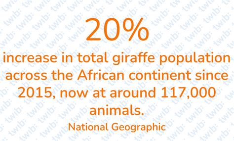 20 Increase In The Total Giraffe Population Across The African