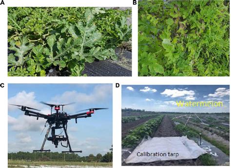 Downy Mildew Severity Stages In The Field A Low B High C Download Scientific Diagram