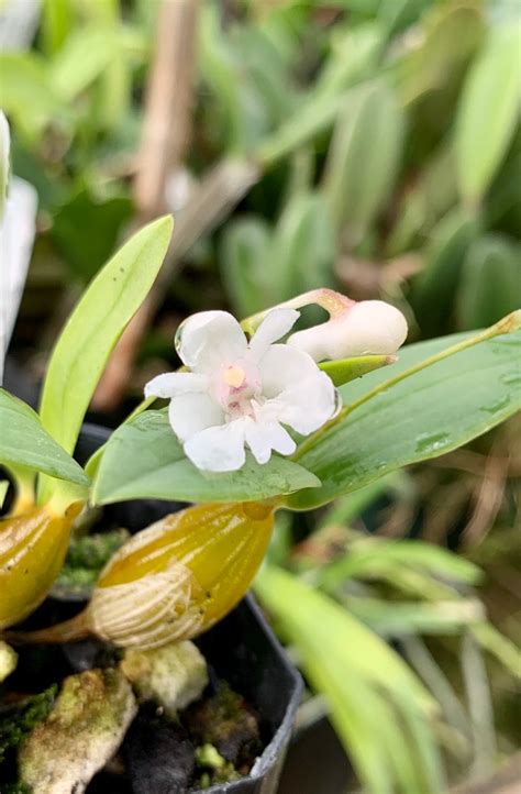 Dendrobium Mini Snowflake Fantasy Orchids