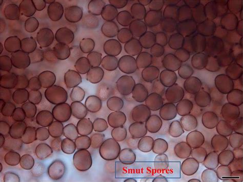 Classification And Diagnostic Charecterstics Of Main Plant Pathogenic