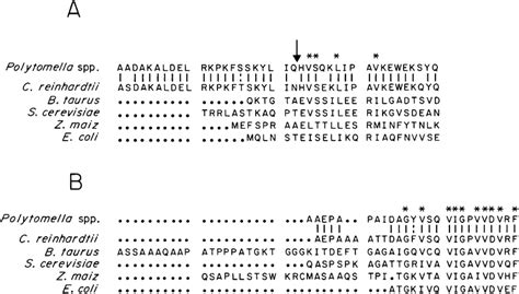 Sequence Alignment Of The N Terminal Regions From The A And B Subunits Download Scientific