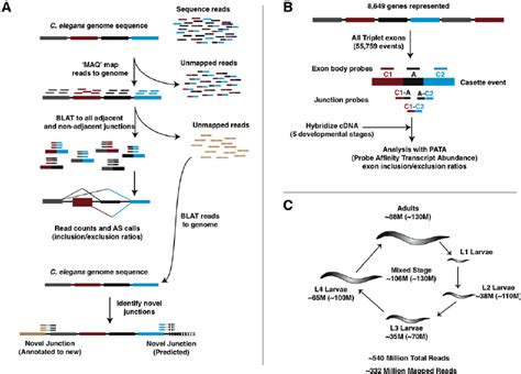 Outline Of Rna Seq And Microarray Approaches For Profiling As In C
