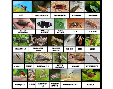 G127 Classifying Insects 1b Quiz
