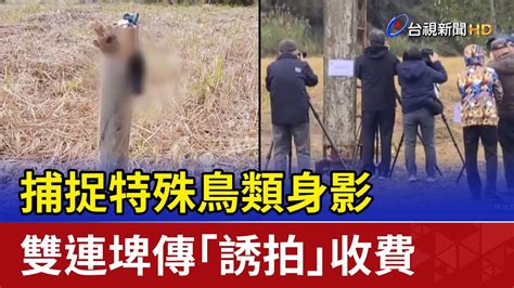 捕捉特殊鳥類身影 雙連埤傳「誘拍」收費 Youtube