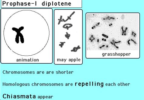 Diplotene Genetic Engineering Info
