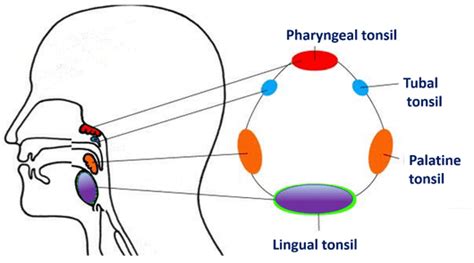 Waldeyer Ring Lingual Tonsils Medical Studies Rings