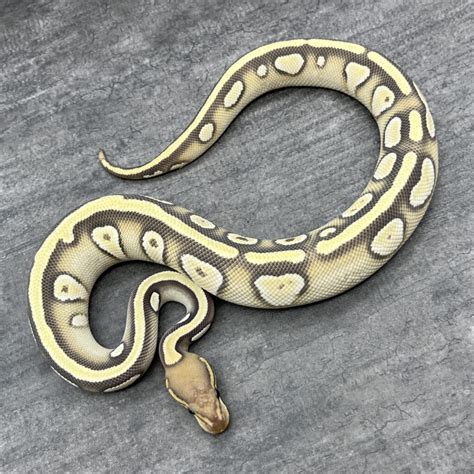 Orange Dream Mojave Ghost Het Clown Freeman Ballpython