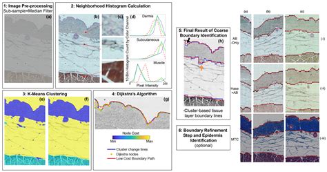 Vlachos Research Group Automating Histology Analysis With A Novel Tissue Layer Identification