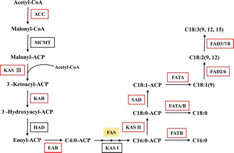 Identification Of Genes In The Pathway Of Ala Biosynthesis Based On The