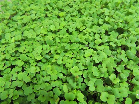 Arugula Microgreens Peachysprouts