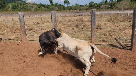 Os Mini Boi Brigaram Feio Youtube