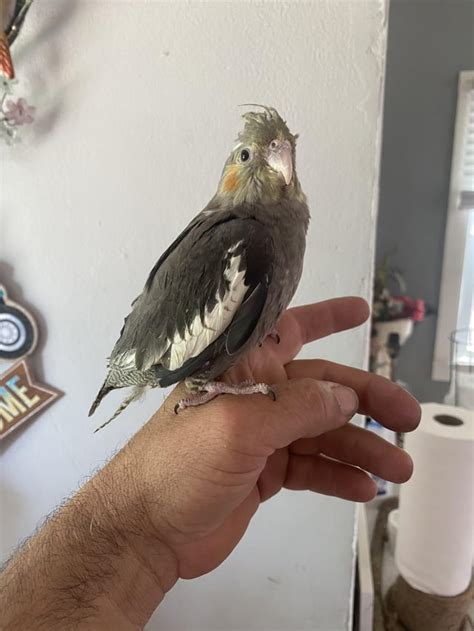 mutation sex r cockatiel