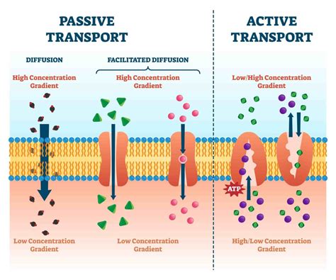 Biopact Cellular Transport Transfection Technology
