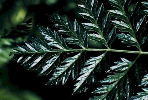 Conium Maculatum Homeopathic Remedies An Illustrated Guide Presented By Médi T