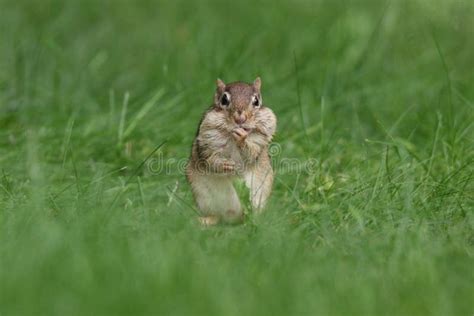 Little Chipmunk Takes A Peek While Filing It`s Cheeks With Food Stock