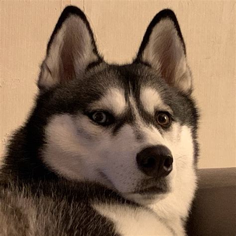 몰리와 연이의 일상 😊 Youtube